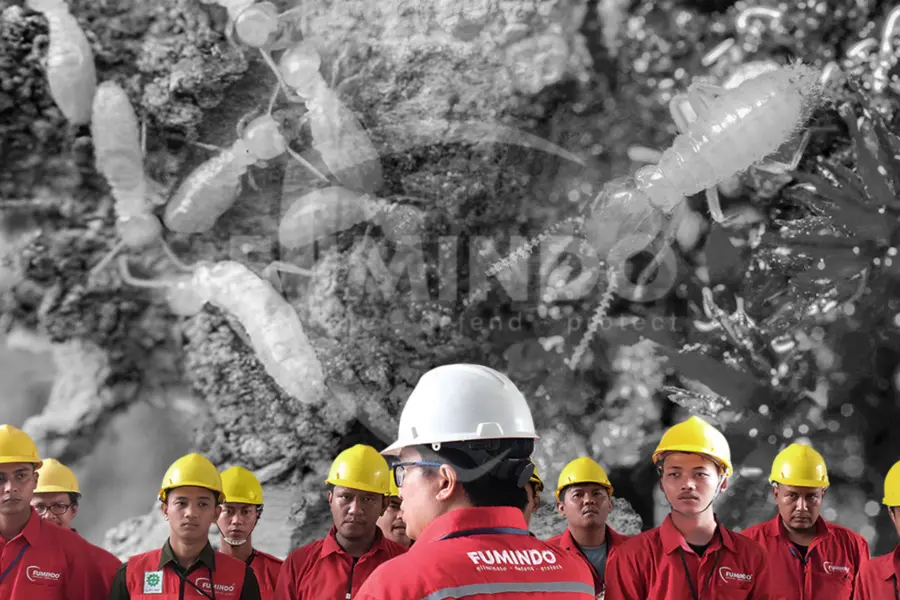 Jasa Anti Rayap Gresik | FUMINDO Bergaransi & Profesional